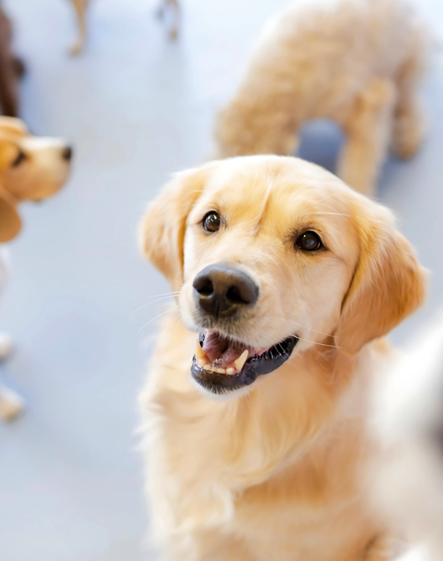 Telstra Shop | Orion Springfield Central, Ipswich Brisbane